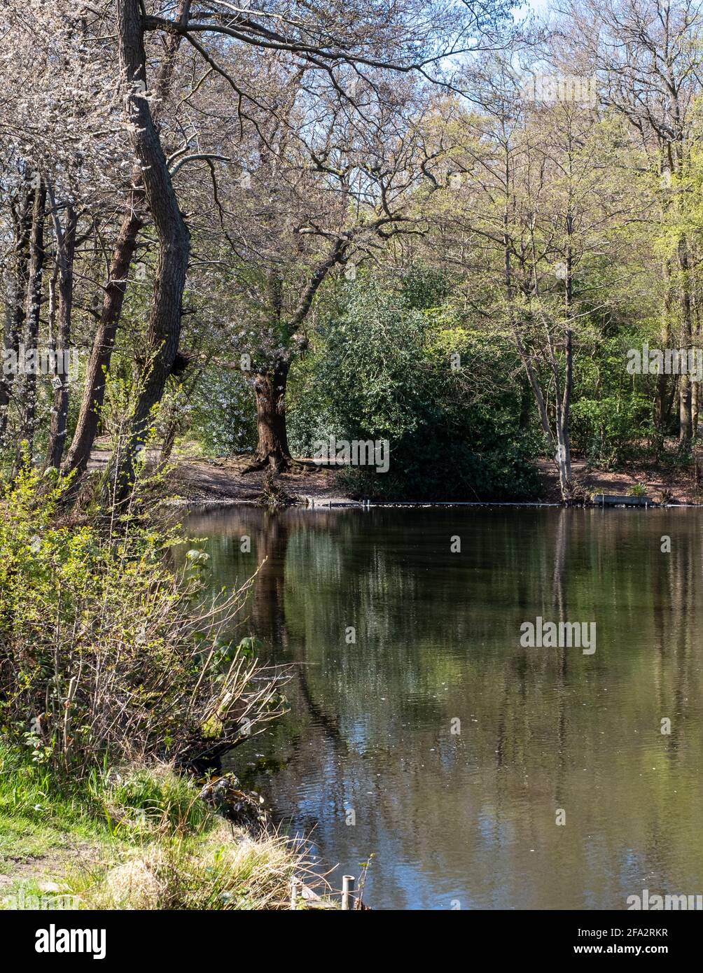 Pear Lake, fishing lake surrounded by trees in Stanmore, London. Trees ...