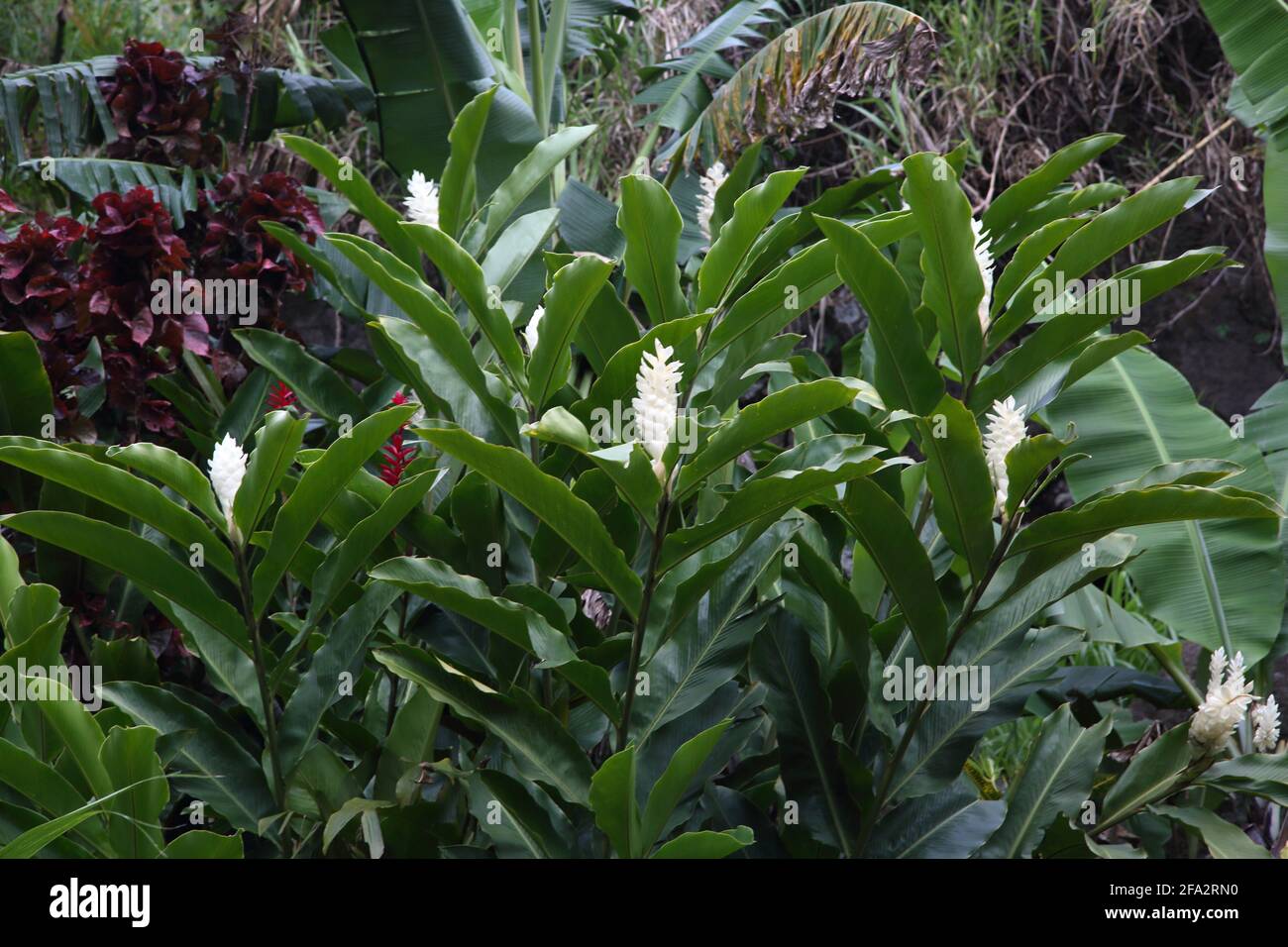 White ginger hi-res stock photography and images - Alamy