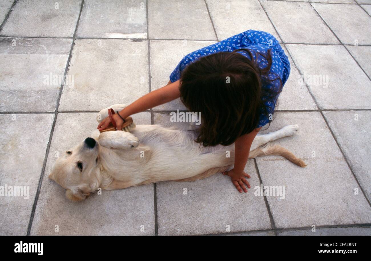 Child Grooming Puppy Golden Retriever Surrey England Stock Photo - Alamy
