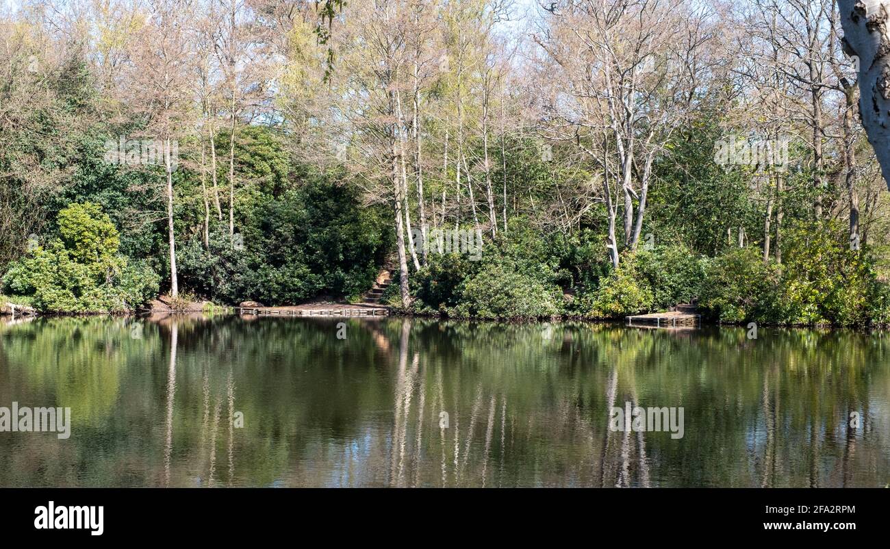 Pear Lake, fishing lake surrounded by trees in Stanmore, London. Trees ...