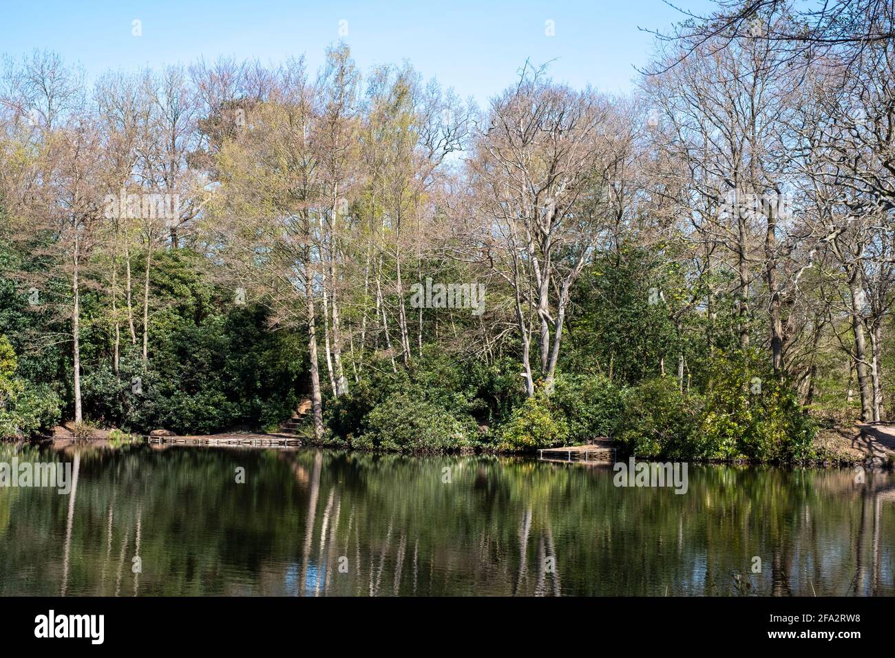 Pear Lake, fishing lake surrounded by trees in Stanmore, London. Trees ...