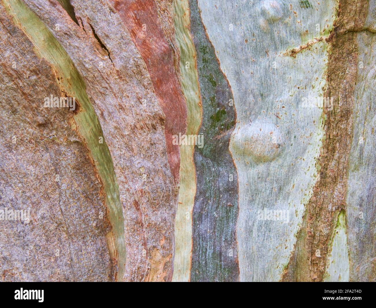 Red river gum tree hi-res stock photography and images - Alamy