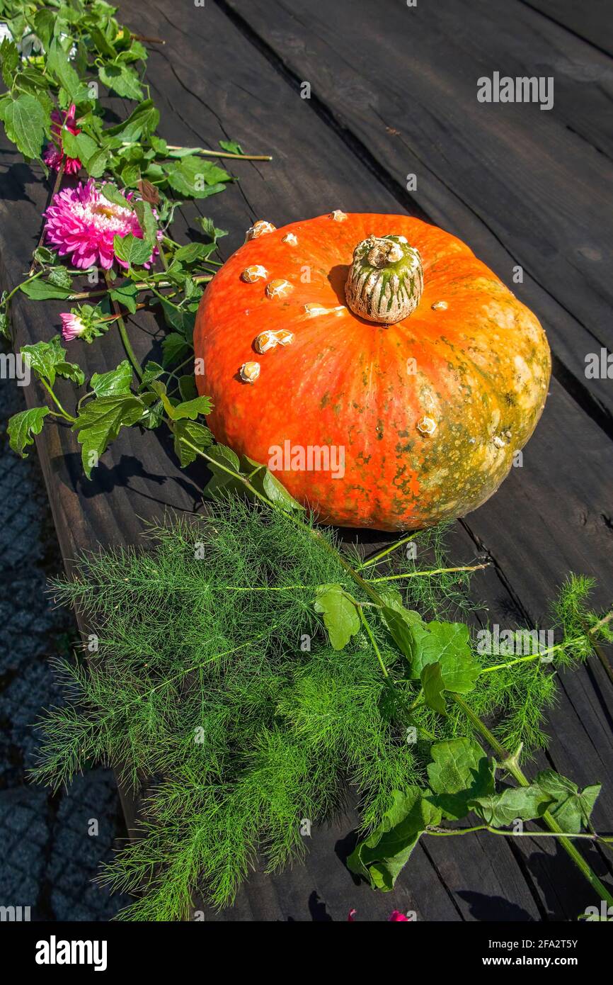 still life with a pumpkin Stock Photo - Alamy