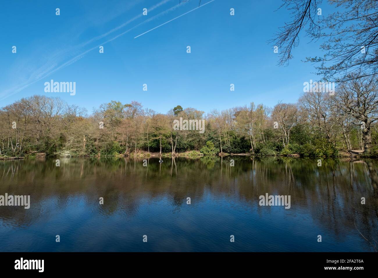 Pear Lake, fishing lake surrounded by trees in Stanmore, London. Trees ...