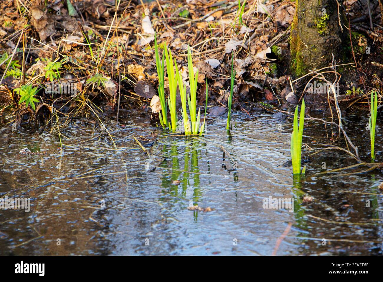 a small swamp in the forest, the formation of swamps, ecology Stock ...