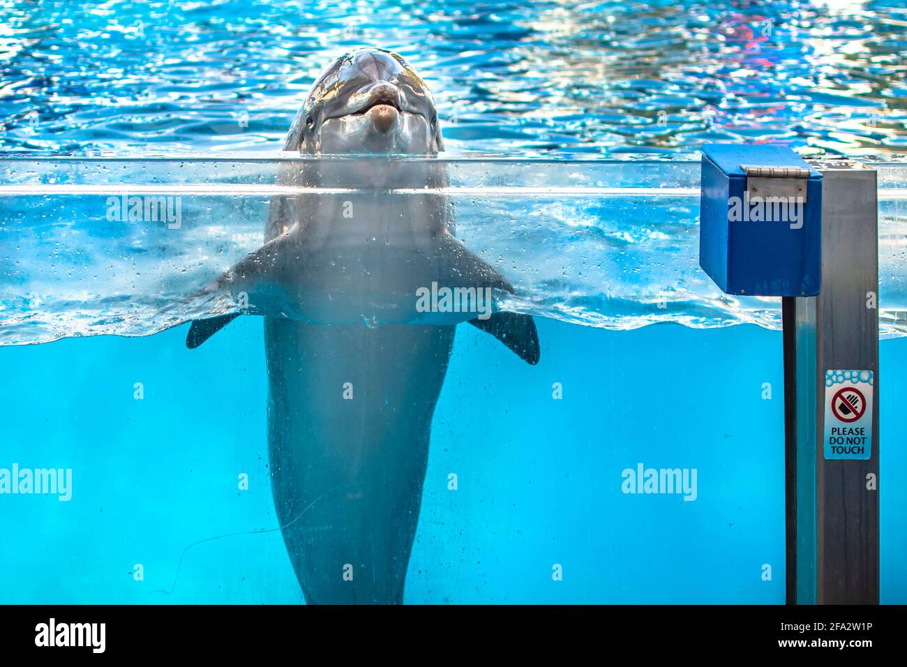 Orlando, Florida. January 14, 2021. Nice dolphin at Seaworld (22 Stock ...