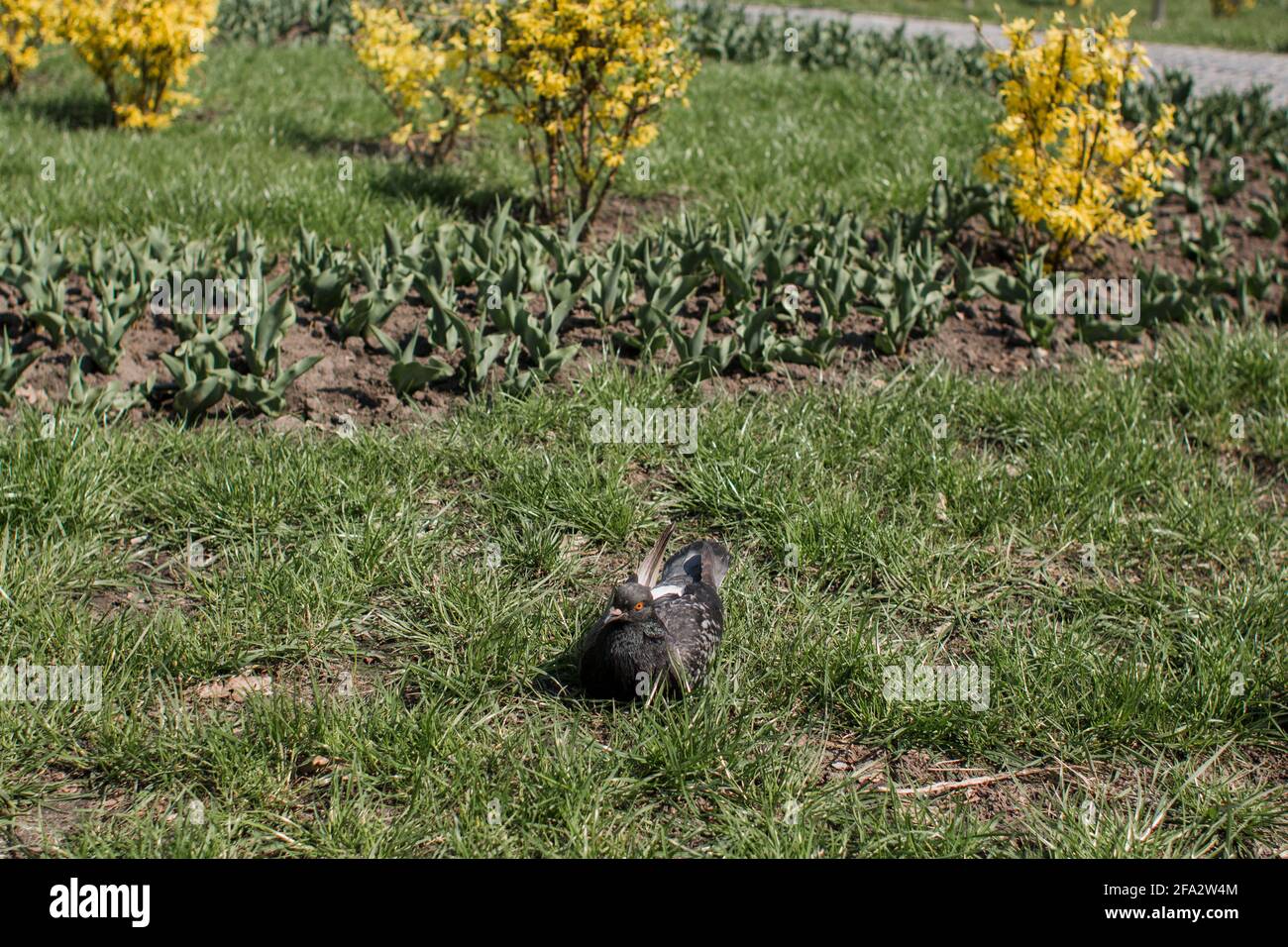Spring pigeons hi-res stock photography and images - Alamy