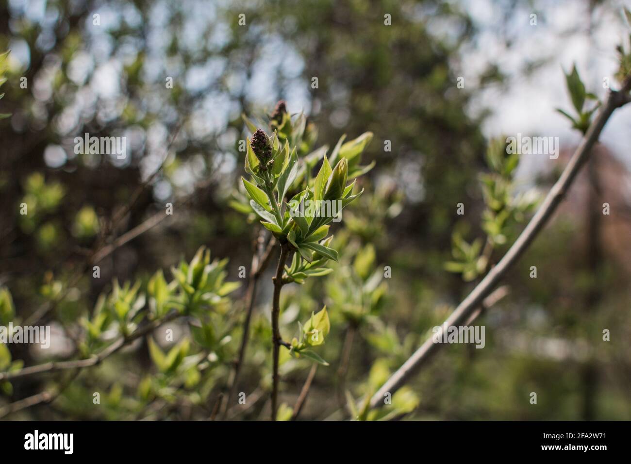 a green tree leaves close up in spring Stock Photo - Alamy