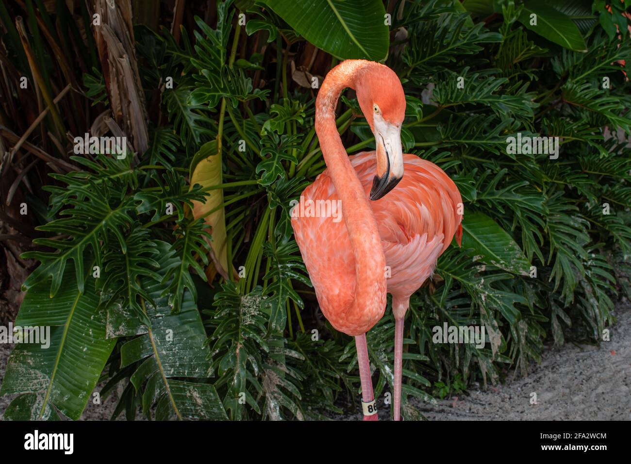 Seaworld orlando flamingo hi-res stock photography and images - Alamy