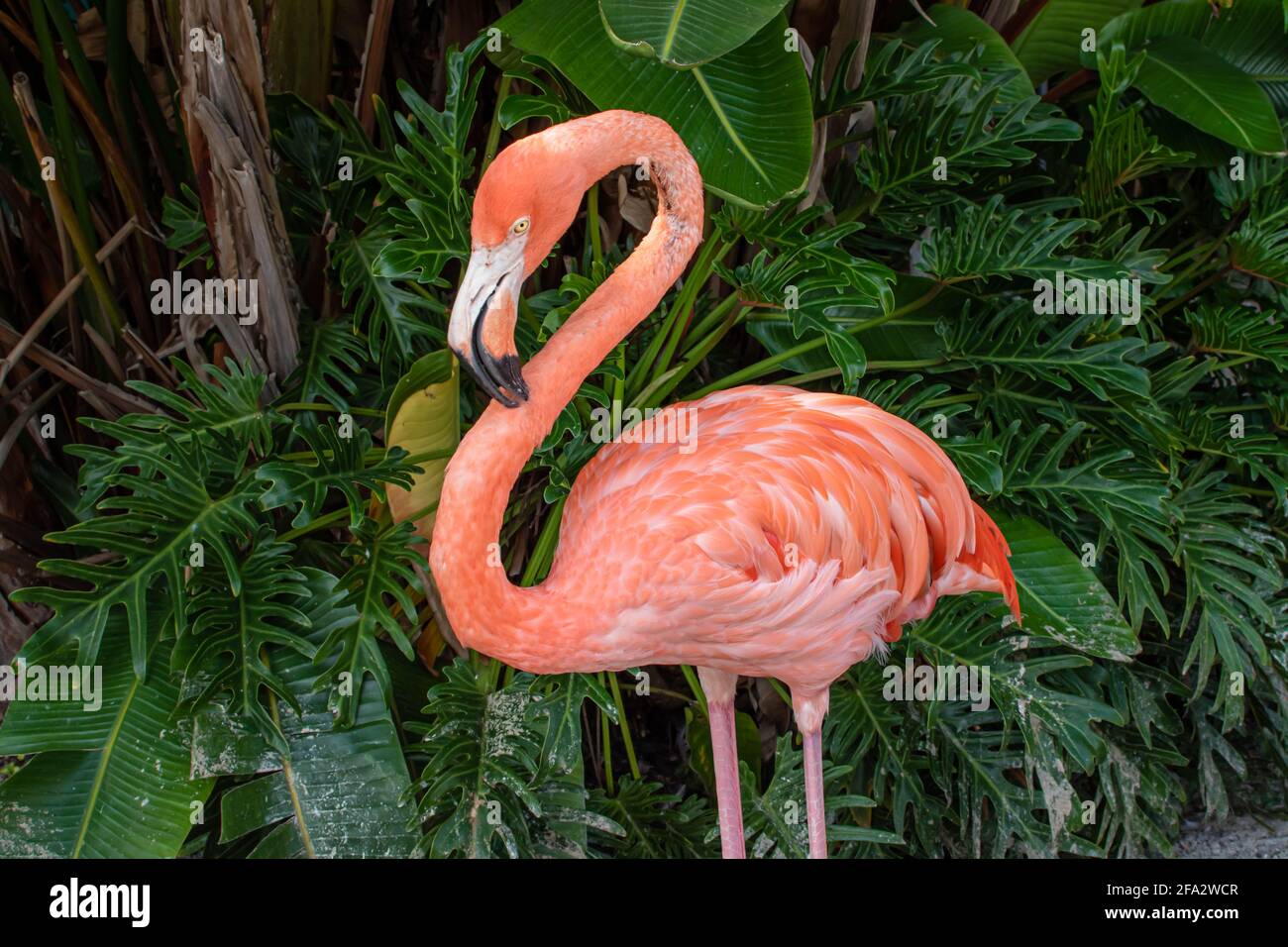 Orlando, Florida. October 15, 2020. Top view of Flamingo at Seaworld ...