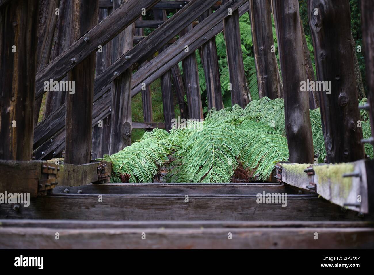Noojee trestle bridge hi-res stock photography and images - Alamy