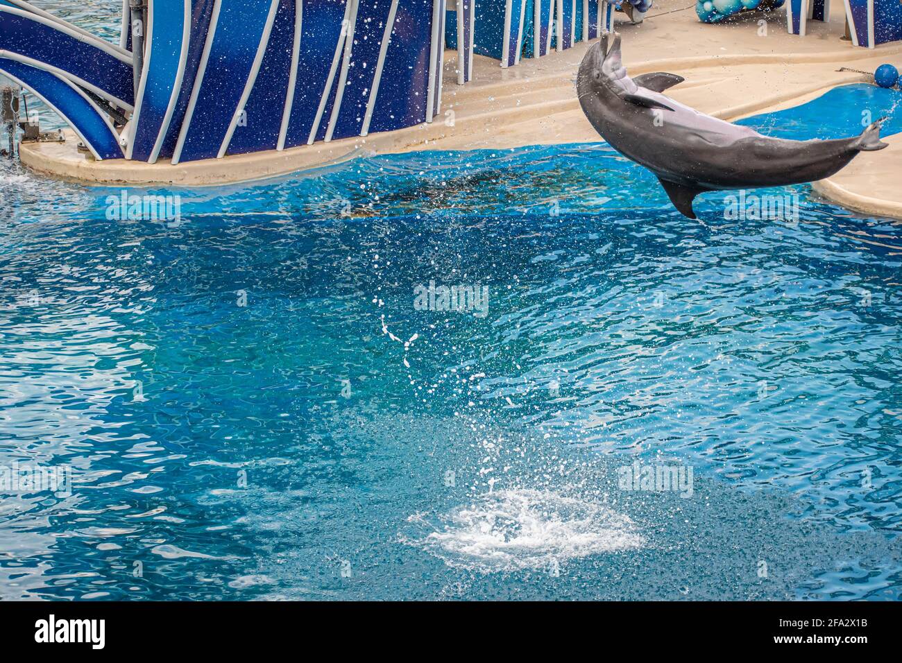 Orlando, Florida June 17, 2020. Dolphin jumping in Dolphin Days Show at ...