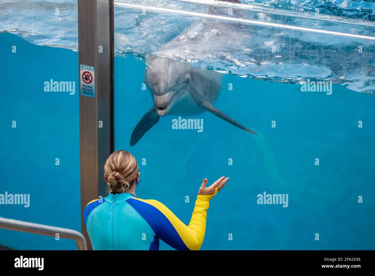 Orlando, Florida June 17, 2020. Trainer directing dolphin at Seaworld ...
