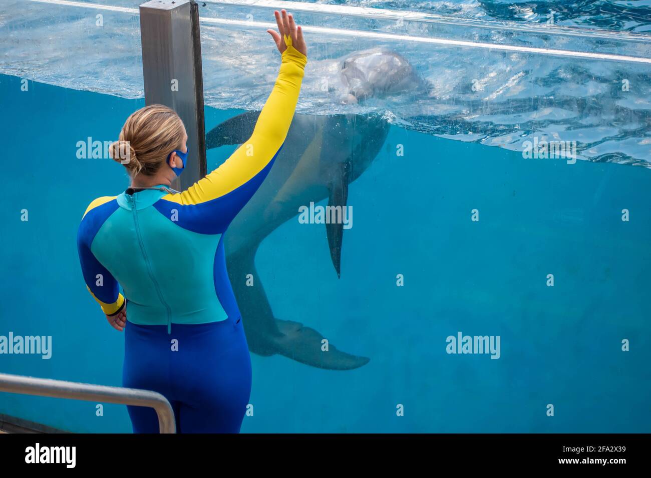 Orlando, Florida June 17, 2020. Trainer directing dolphin at Seaworld ...