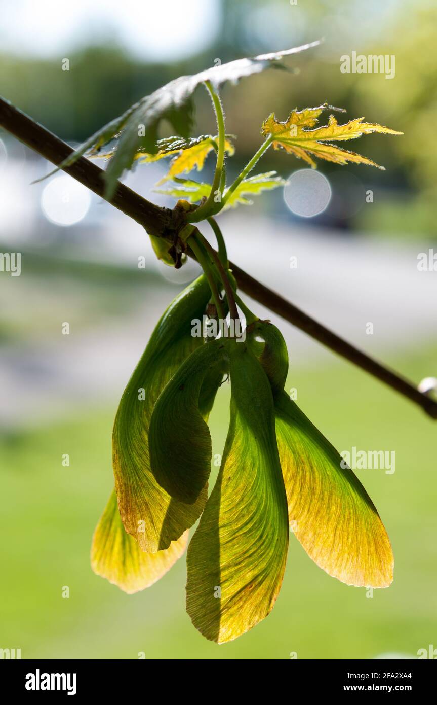 Whirligigs hi-res stock photography and images - Alamy