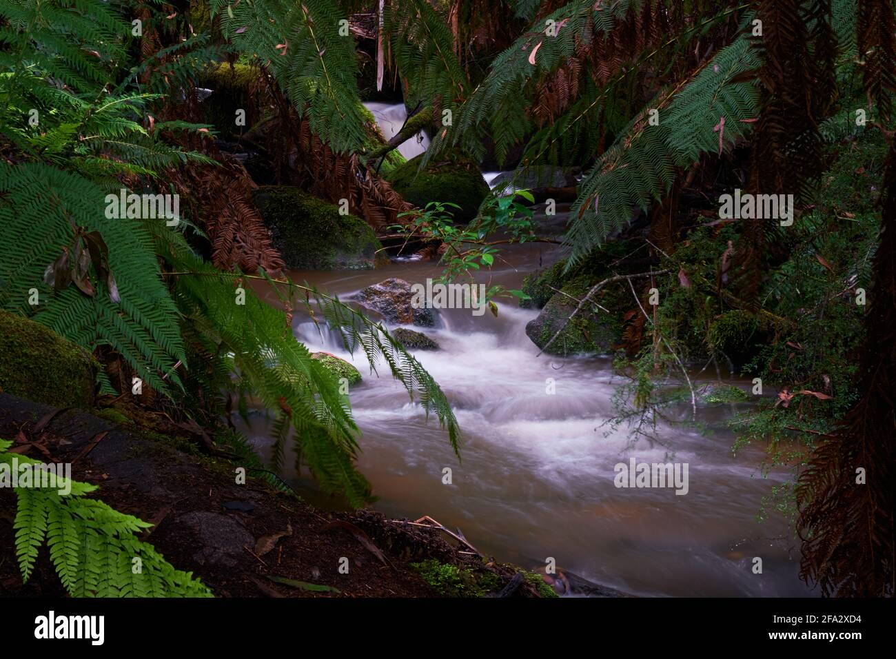 Little Toorongo River Stock Photo - Alamy