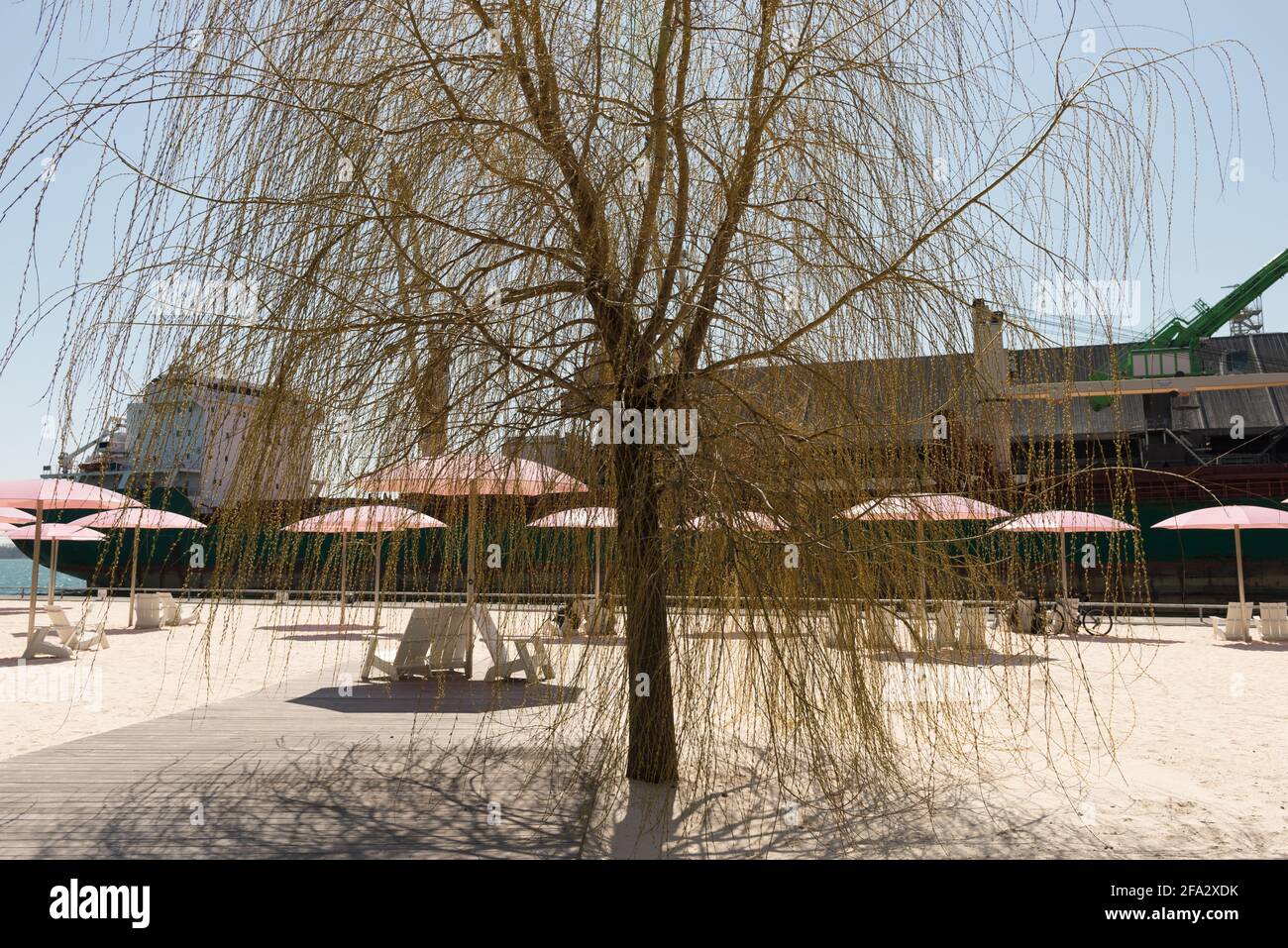Sugar Beach (Toronto) - willow tree with pink umbrellas behind Stock ...