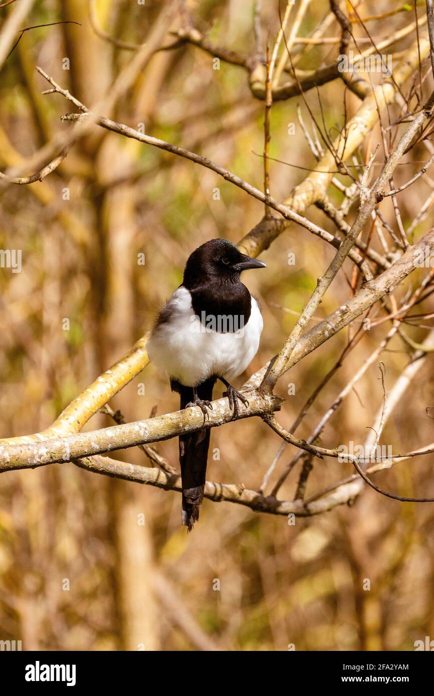 Corvidae sitting on a branch in Figgate Park, Edinburgh, Scotland, UK ...