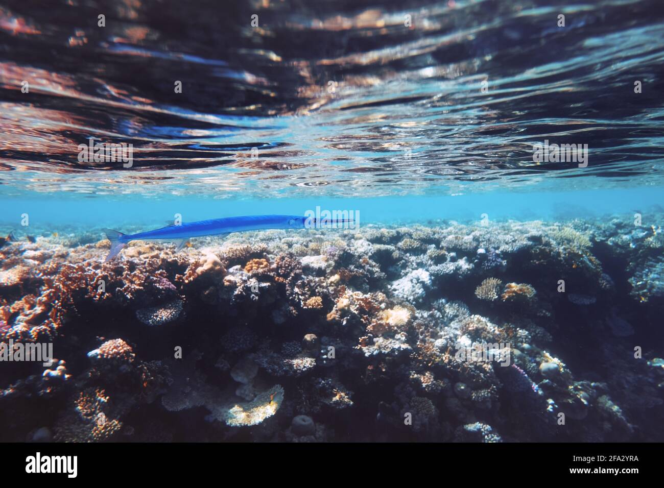 Lonely needlefish hunting on a coral reef Stock Photo - Alamy