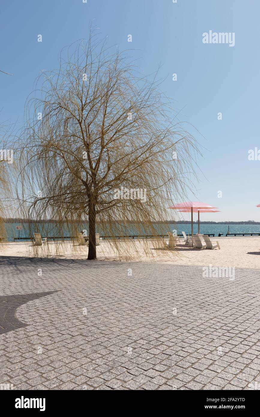 Sugar Beach (Toronto) - willow tree and pink umbrella with view of ...