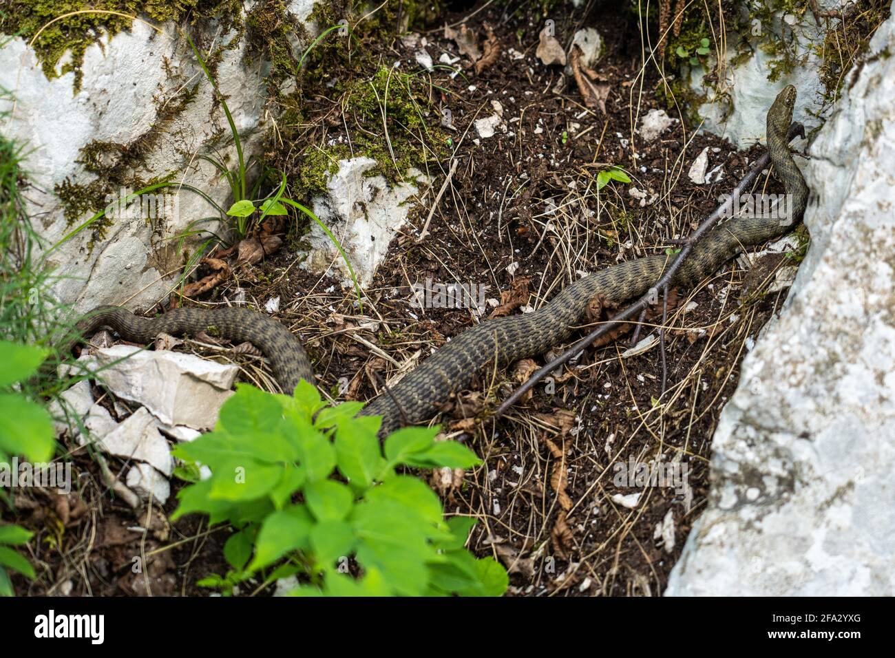 Plitvice lakes croatia snake hi-res stock photography and images - Alamy