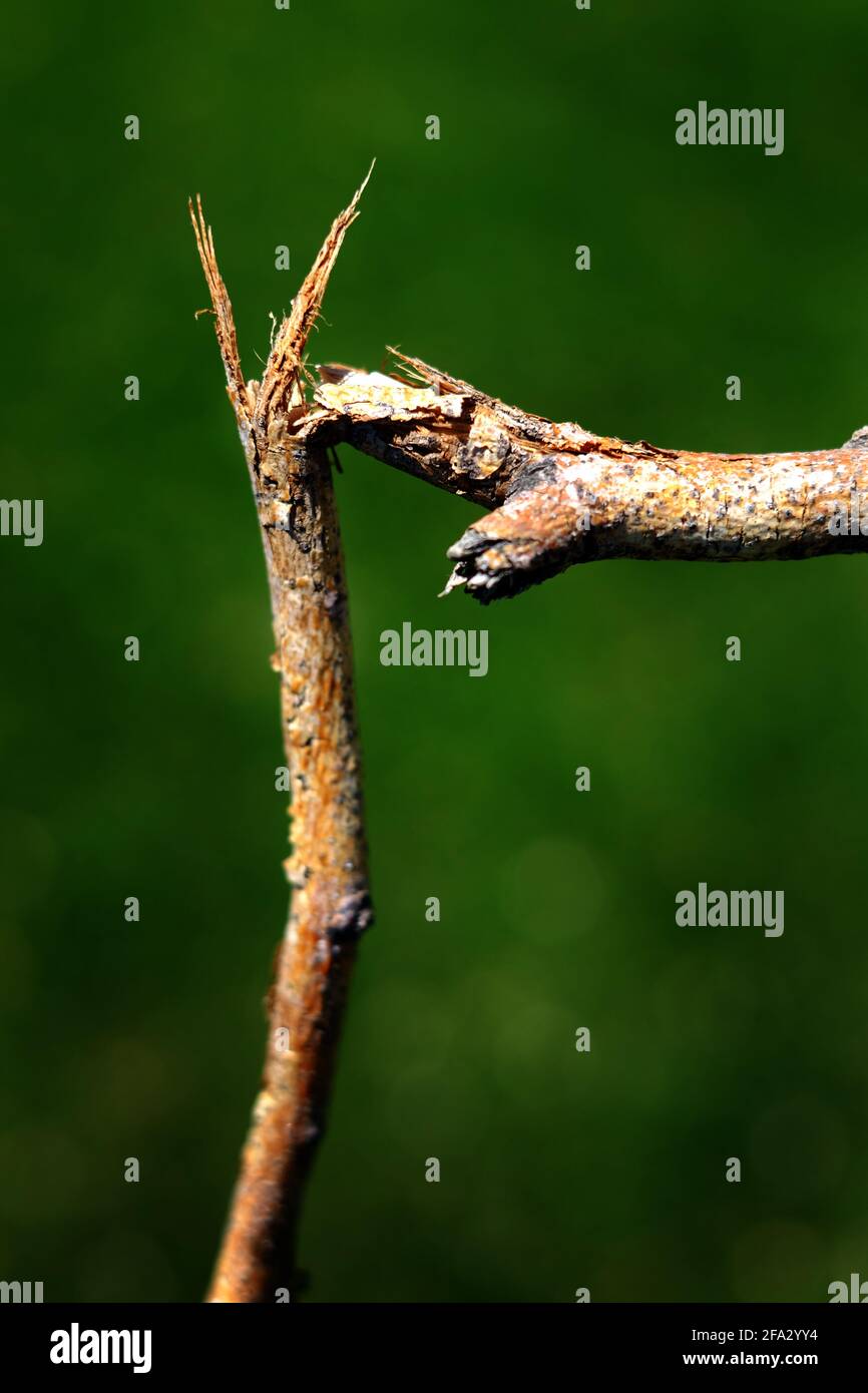 Broken branch from tree or bush cracked representing break or end Stock ...