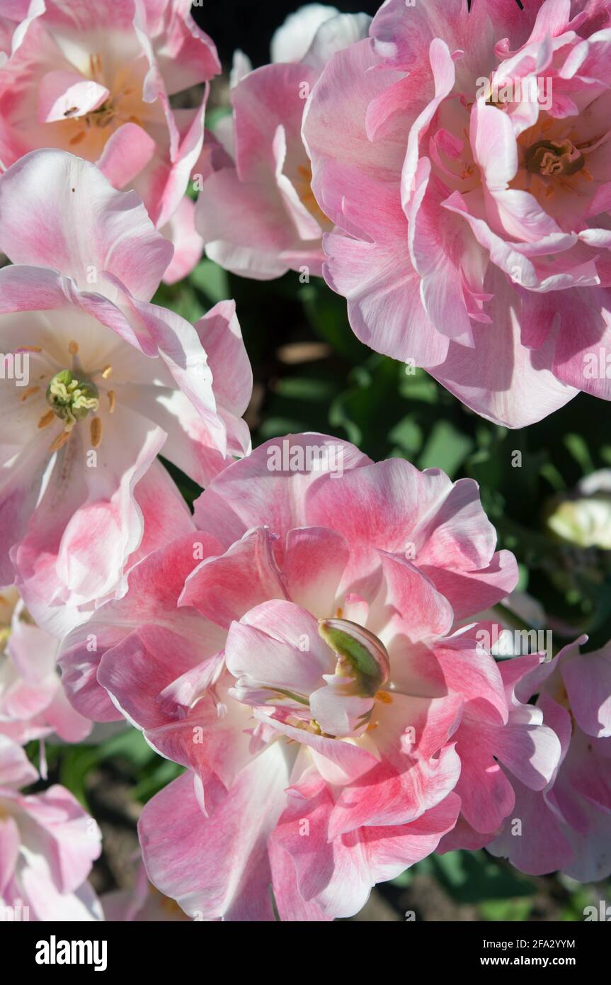 double late peony tulip 'angelique' - vertical orientation, viewed from ...