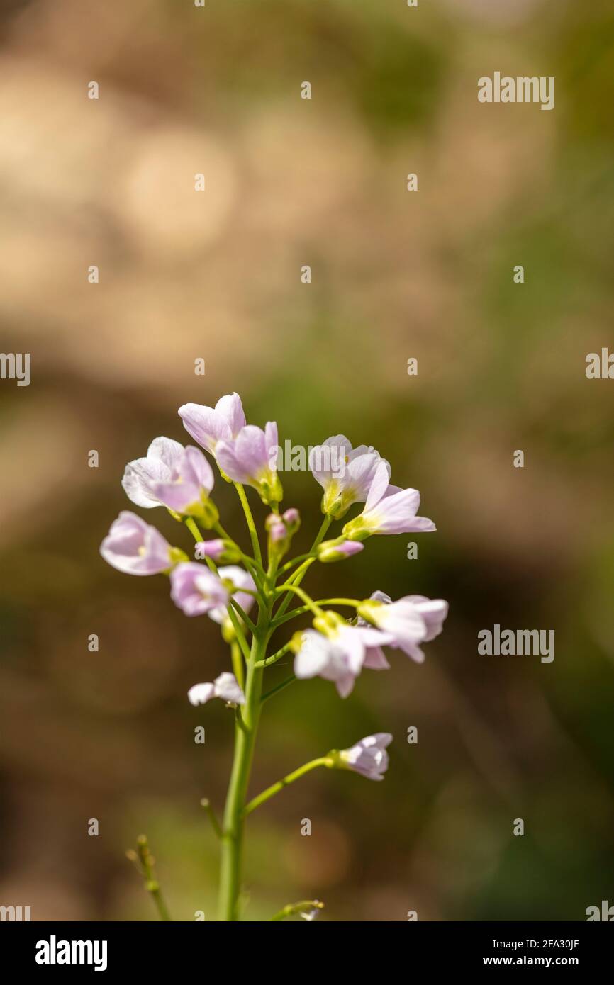 Cardamine pratensis, cuckoo flower, lady's smock, mayflower in bloom in ...