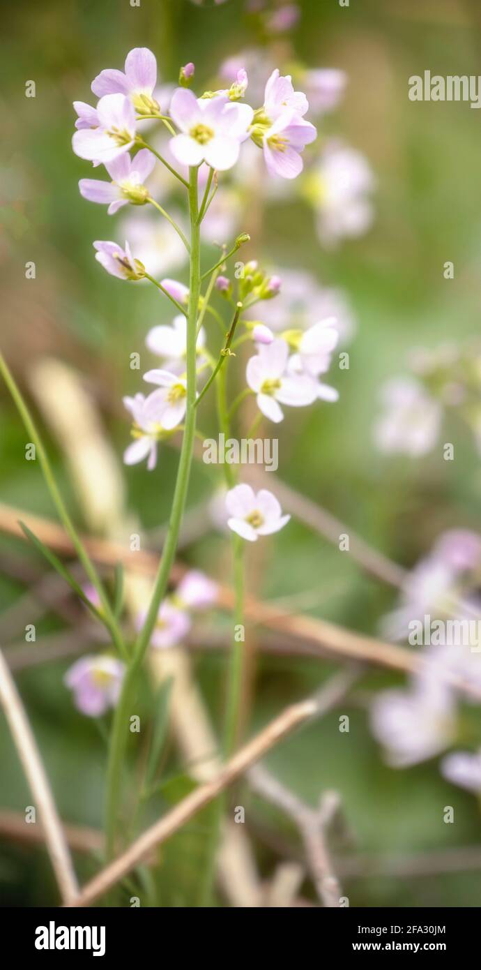Cardamine pratensis, cuckoo flower, lady's smock, mayflower in bloom in ...