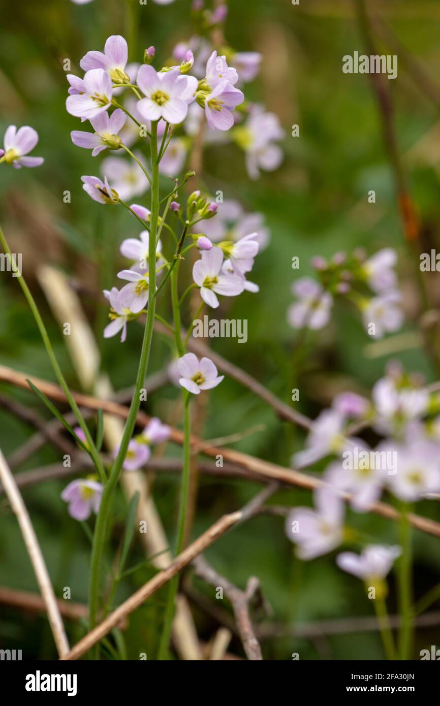 Cardamine pratensis, cuckoo flower, lady's smock, mayflower in bloom in ...