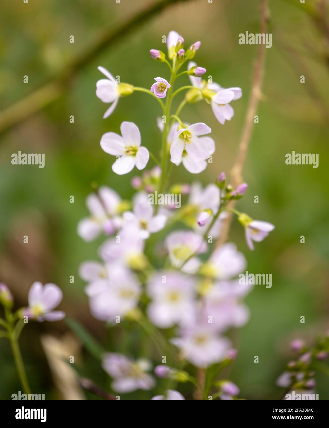Cardamine pratensis, cuckoo flower, lady's smock, mayflower in bloom in ...