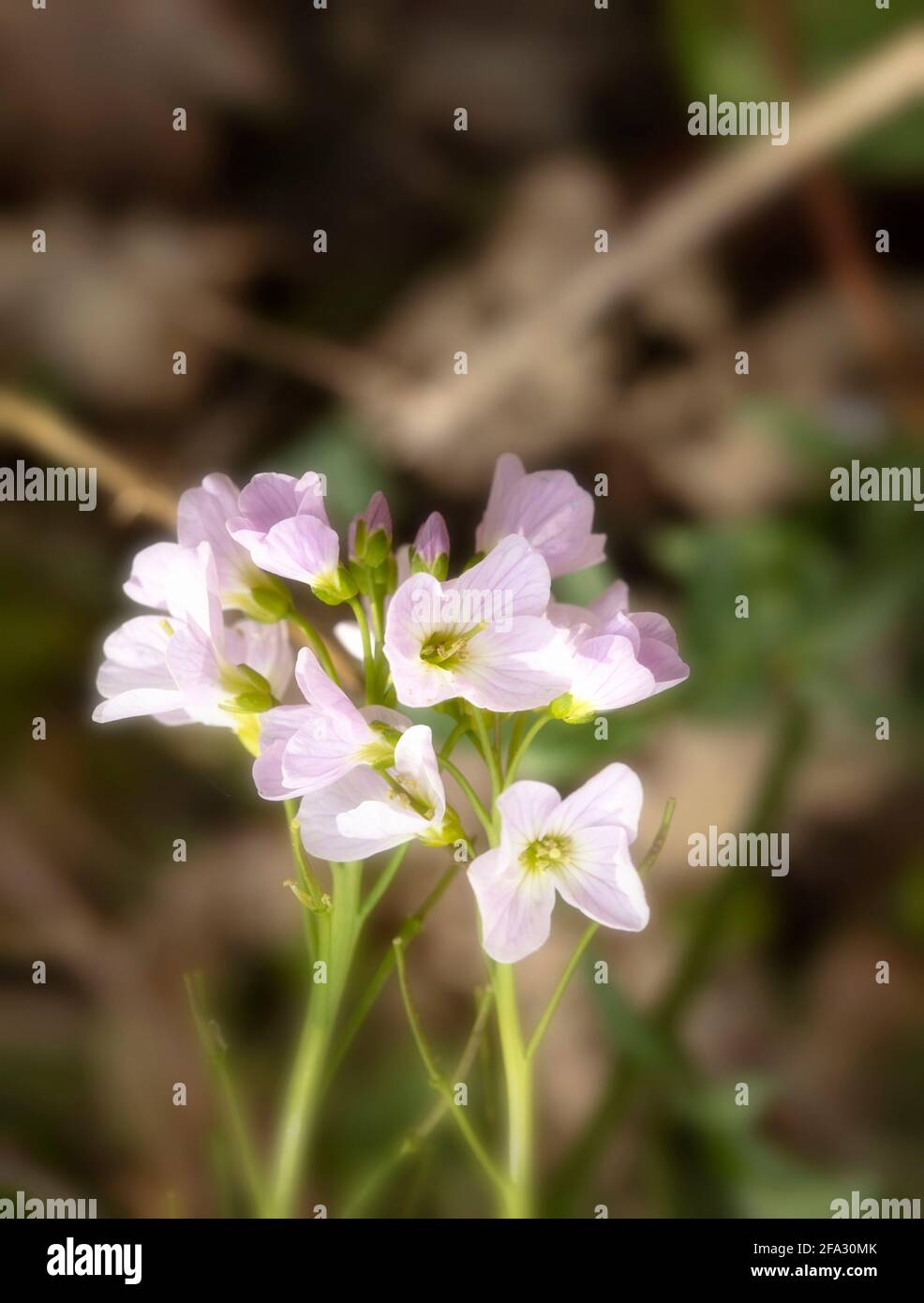 Cardamine pratensis, cuckoo flower, lady's smock, mayflower in bloom in ...