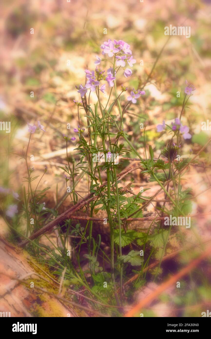 Cardamine pratensis, cuckoo flower, lady's smock, mayflower in bloom in ...