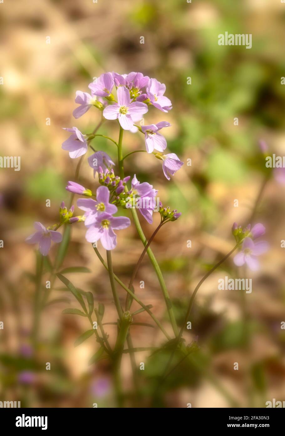 Cardamine pratensis, cuckoo flower, lady's smock, mayflower in bloom in ...