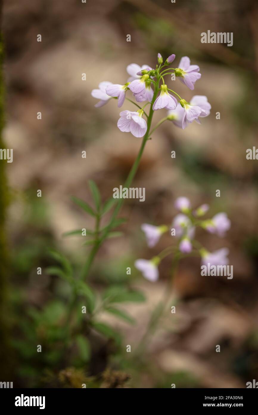 Cardamine pratensis, cuckoo flower, lady's smock, mayflower in bloom in ...