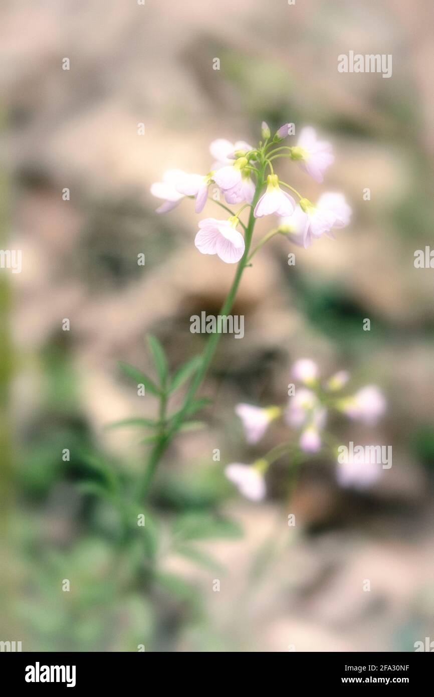 Cardamine pratensis, cuckoo flower, lady's smock, mayflower in bloom in ...