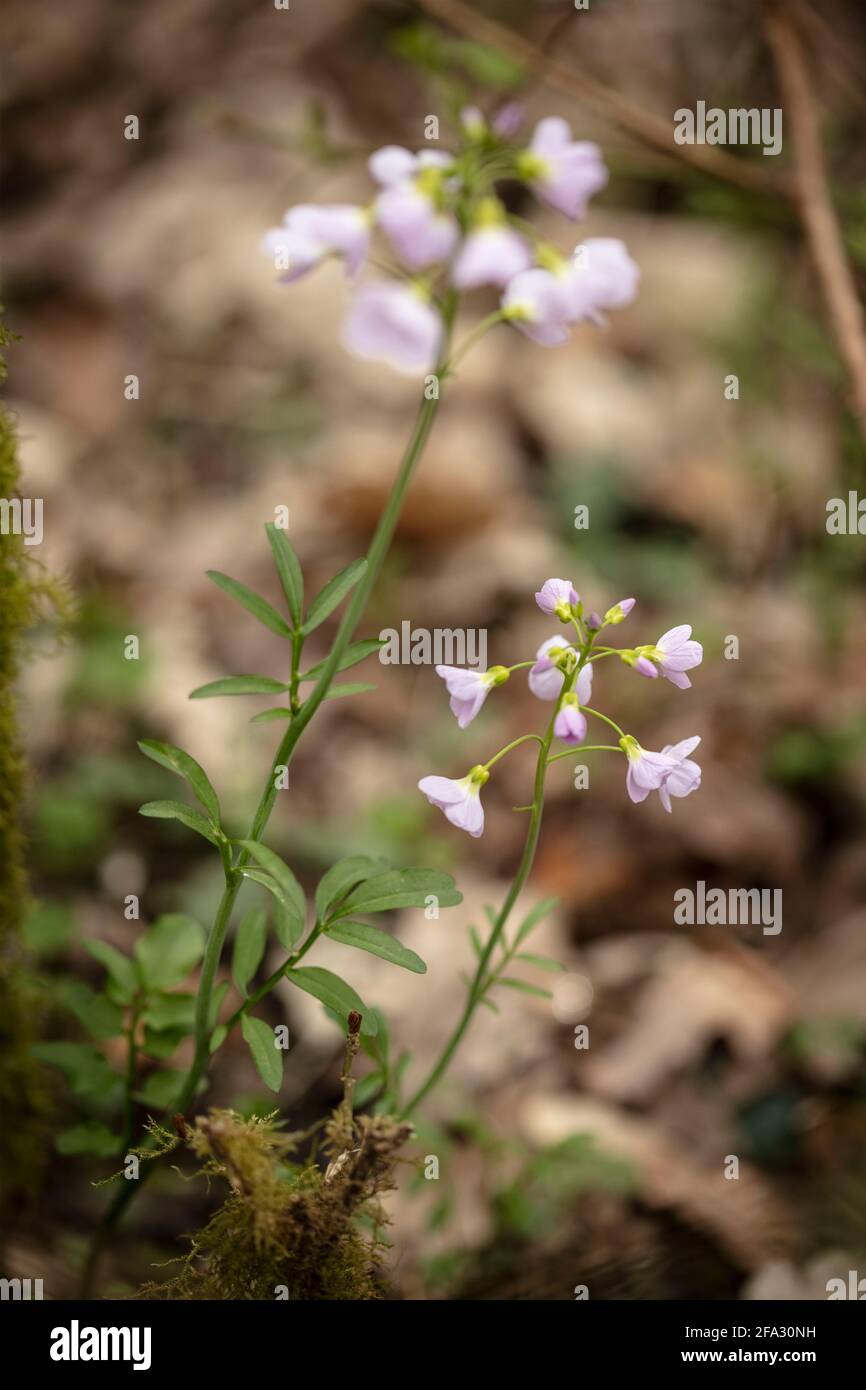 Cardamine pratensis, cuckoo flower, lady's smock, mayflower in bloom in ...