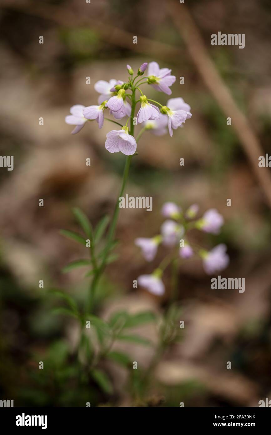 Cardamine pratensis, cuckoo flower, lady's smock, mayflower in bloom in ...
