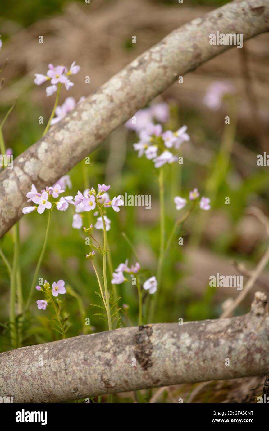 Cardamine pratensis, cuckoo flower, lady's smock, mayflower in bloom in ...