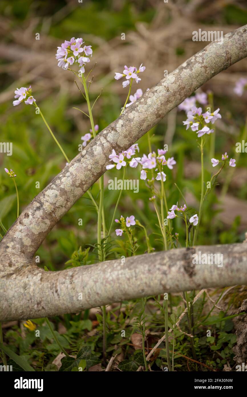 Cardamine pratensis, cuckoo flower, lady's smock, mayflower in bloom in ...