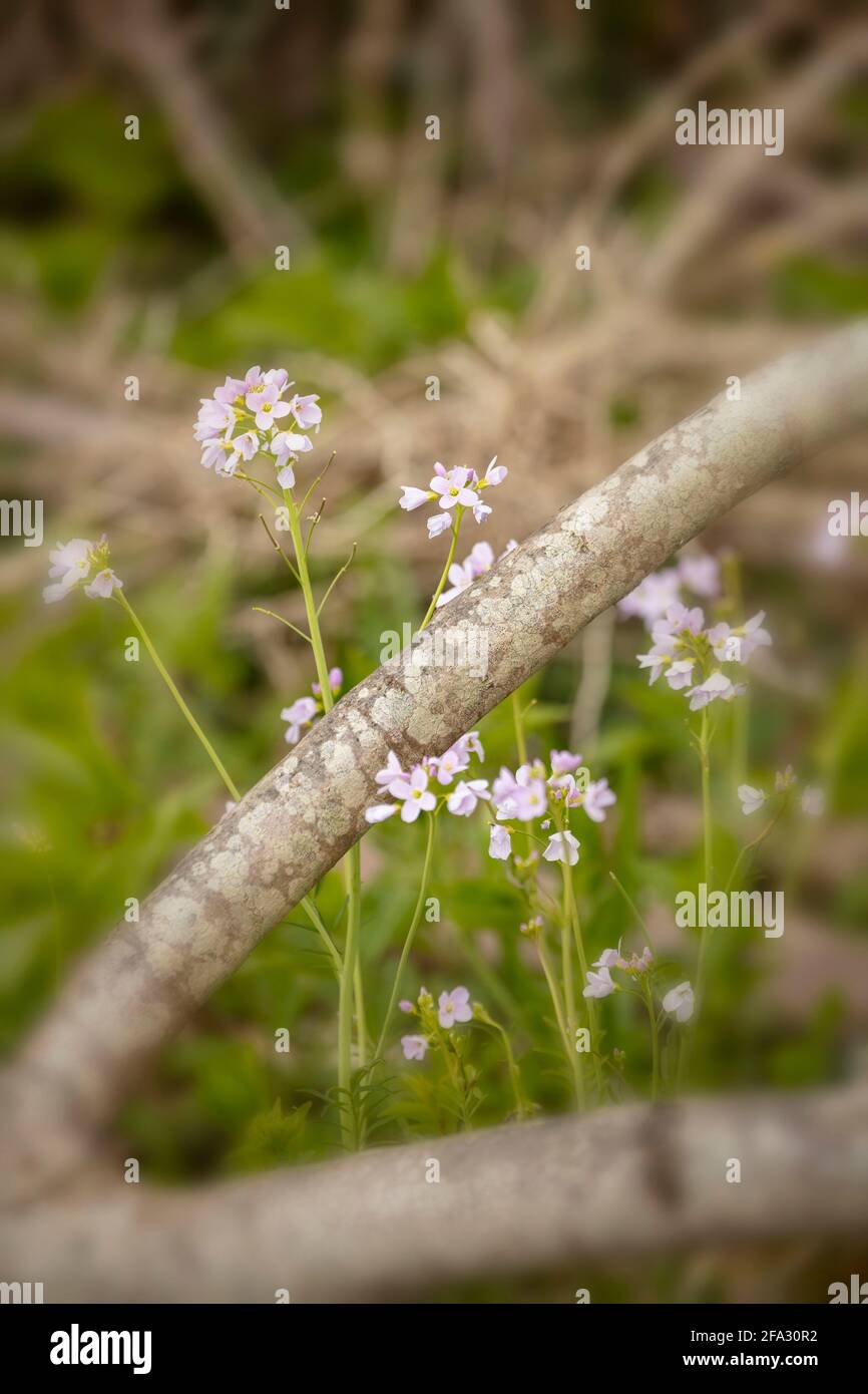 Cardamine pratensis, cuckoo flower, lady's smock, mayflower in bloom in ...