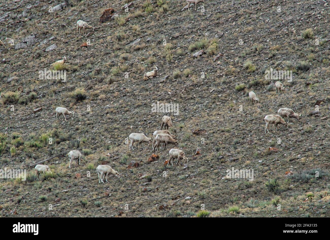 Aerial view of animals on the fields Stock Photo - Alamy