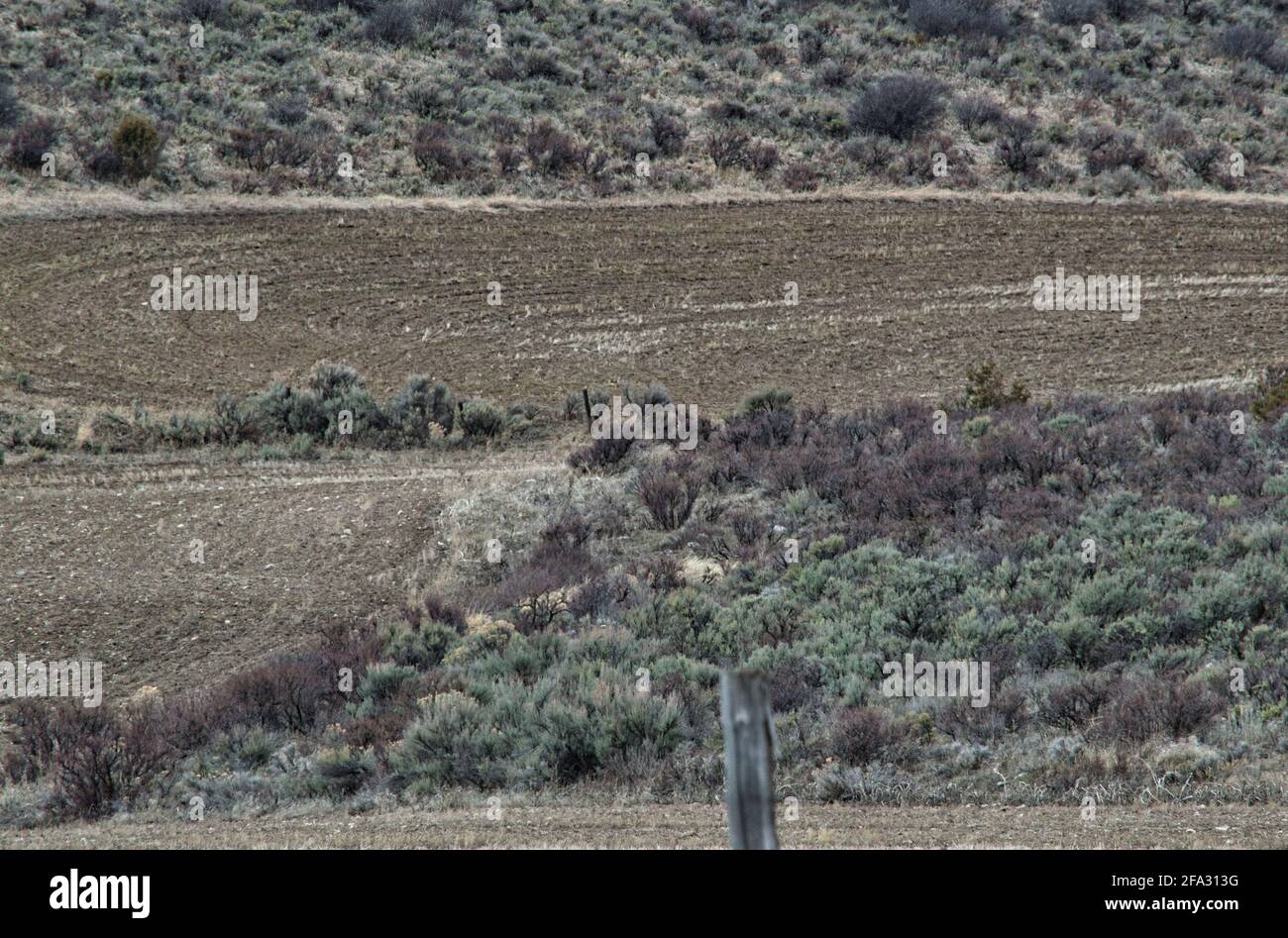 Aerial view of animals on the fields Stock Photo - Alamy