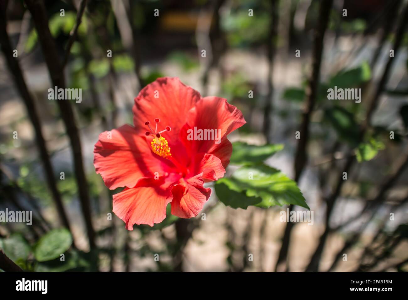 Close up Pollen of red Hibiscus rosa-sinensis or Cooperi with green ...