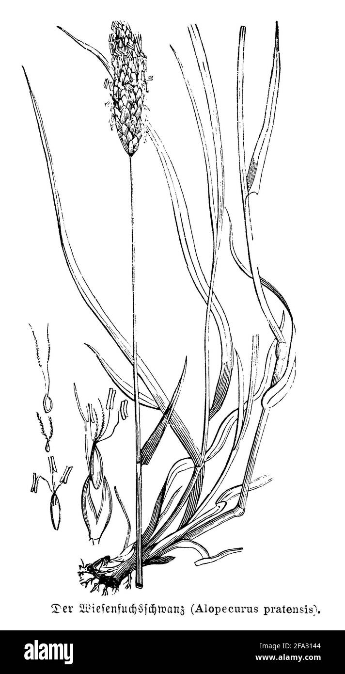 Wiesen fuchsschwanz hi-res stock photography and images - Alamy