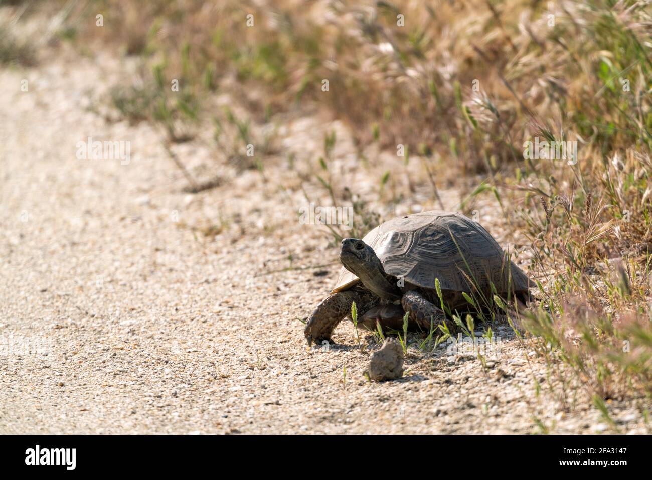 Land steppe turtle Stock Photo - Alamy