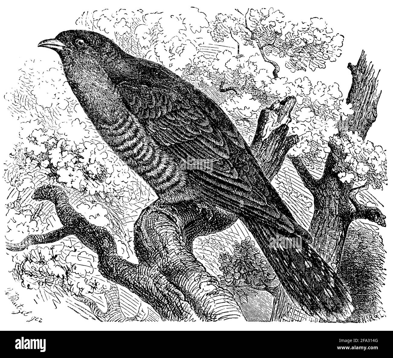 cuckoo / Cuculus canorus / Kuckuck (zoology book, 1930 Stock Photo - Alamy