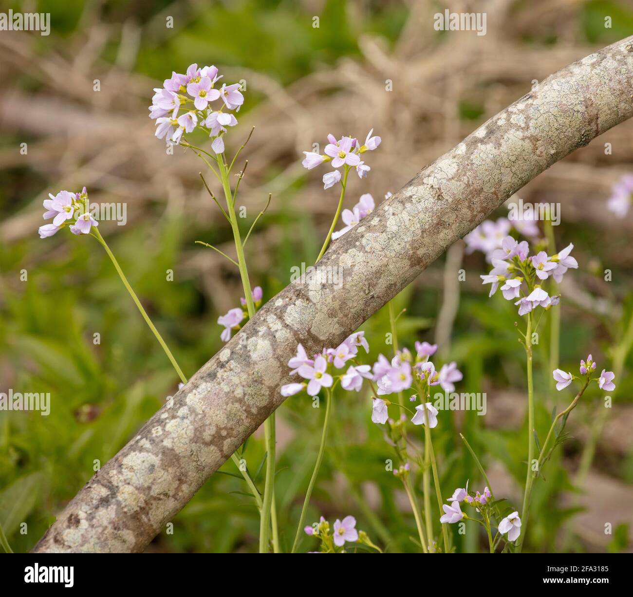 Cardamine pratensis, cuckoo flower, lady's smock, mayflower in bloom in ...