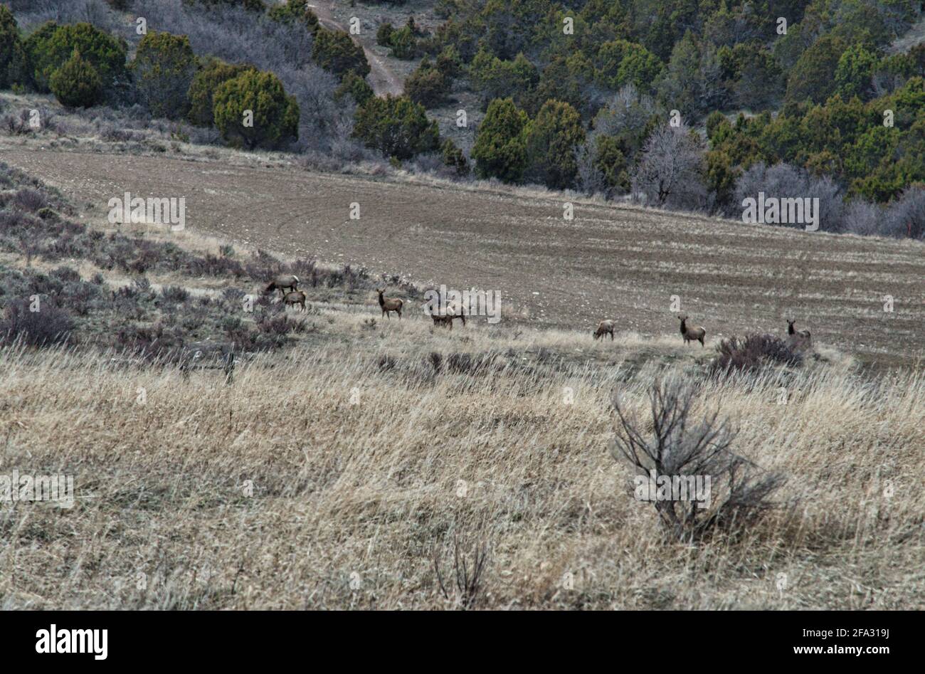 Aerial view of animals on the fields Stock Photo - Alamy