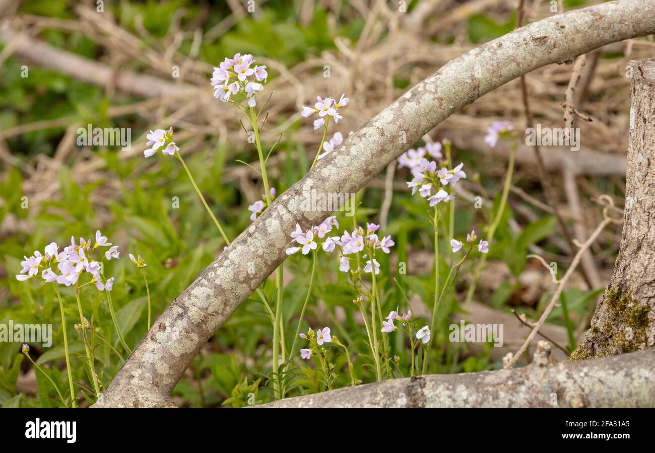 Cardamine pratensis, cuckoo flower, lady's smock, mayflower in bloom in ...
